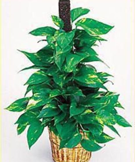 Plant-Pothos - Des Moines IA Flower Delivery by Boesen The Florist